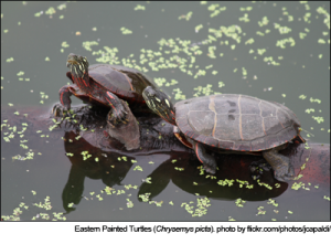 Did You Know? The Friendly Turtles - GSWA