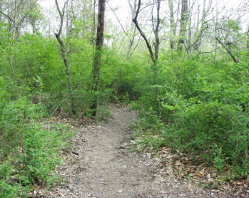 Invasive Species – Privets - GSWA