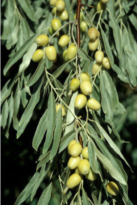Invasive Species – Russian Olive - GSWA