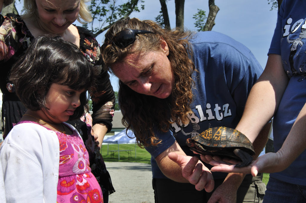 Hazel Explains the Finer Points of Box Turtle Anatomy - GSWA