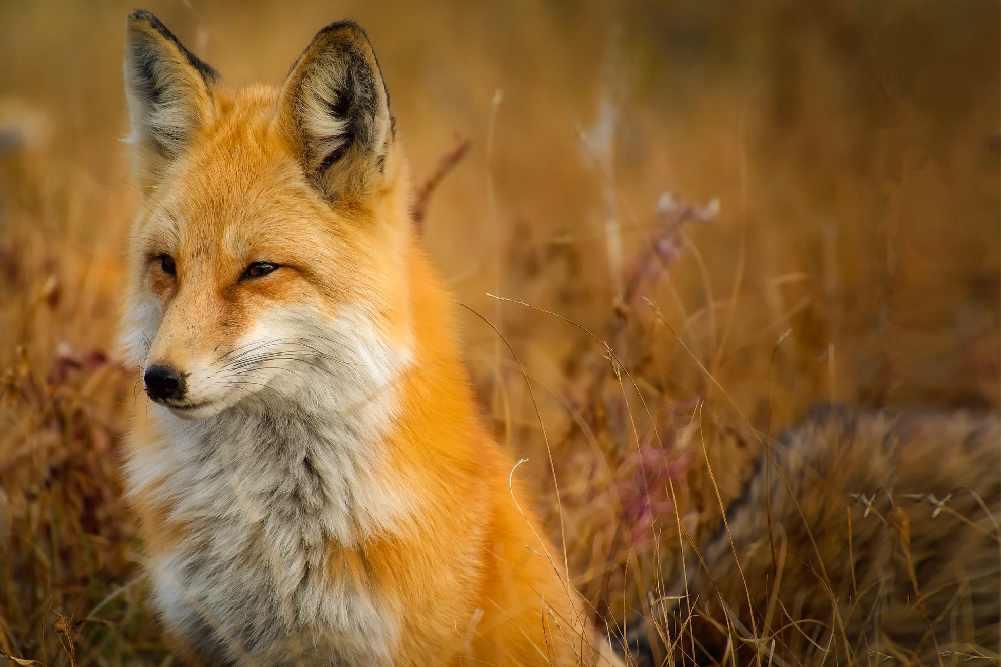 Great Swamp Watershed Association | Protecting our waters and our land ...