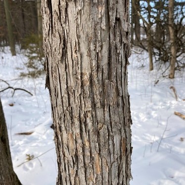 Plants_Betulaceae_Ostrya_virginiana_bark - GSWA