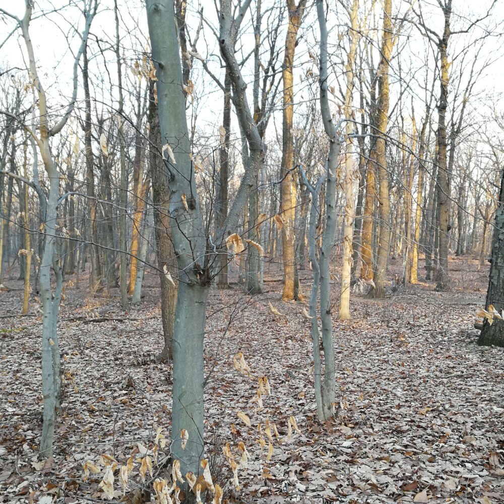 Winter Botany: “Trees with Winter Leaves” - GSWA
