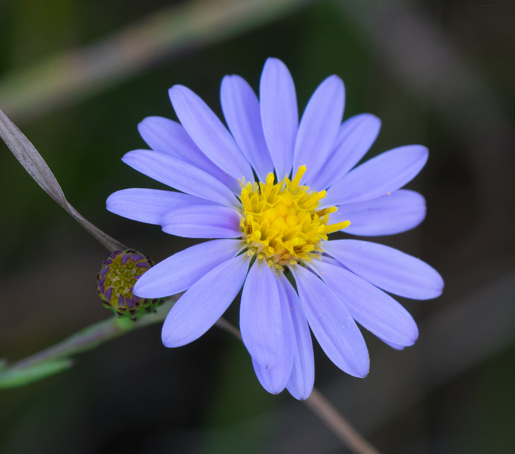 Smooth blue aster by Wacky badger - GSWA