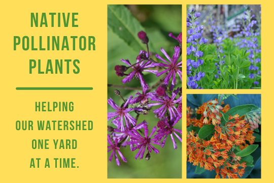 Native pollinator plants graphic_cons contact - GSWA