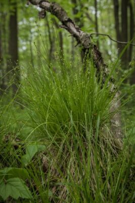Curly Wood Sedge Credit Brett Whaley - GSWA