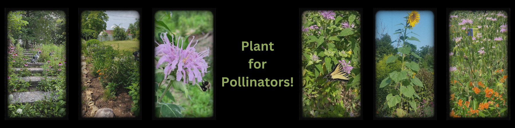 Plant for Pollinators Program Buzzes with Success! - GSWA