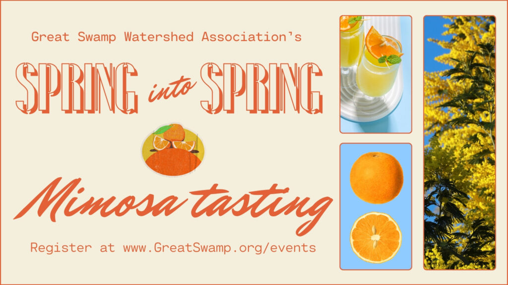 Mimosa Tasting - Spring into Spring! - GSWA