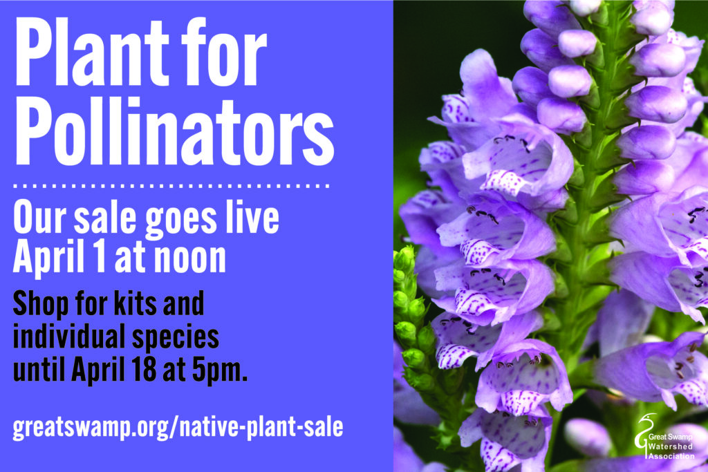 Native Plant Program Opens April 1 - GSWA